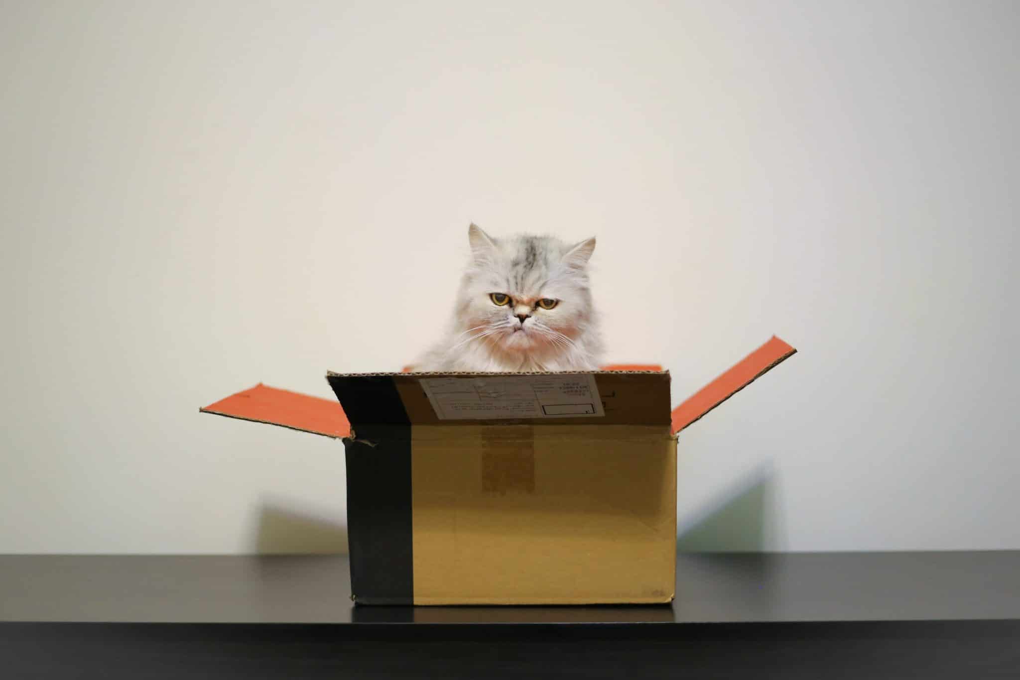 Cat Rules World From A Cardboard Box